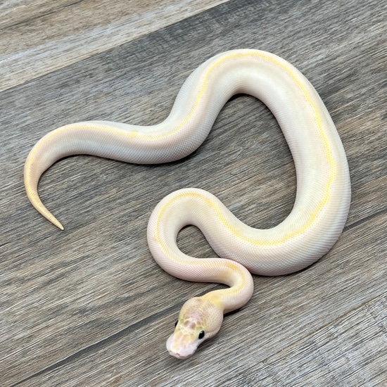 Pinstripe Ivory Ball Python by Superior Scales Reptiles, LLC
