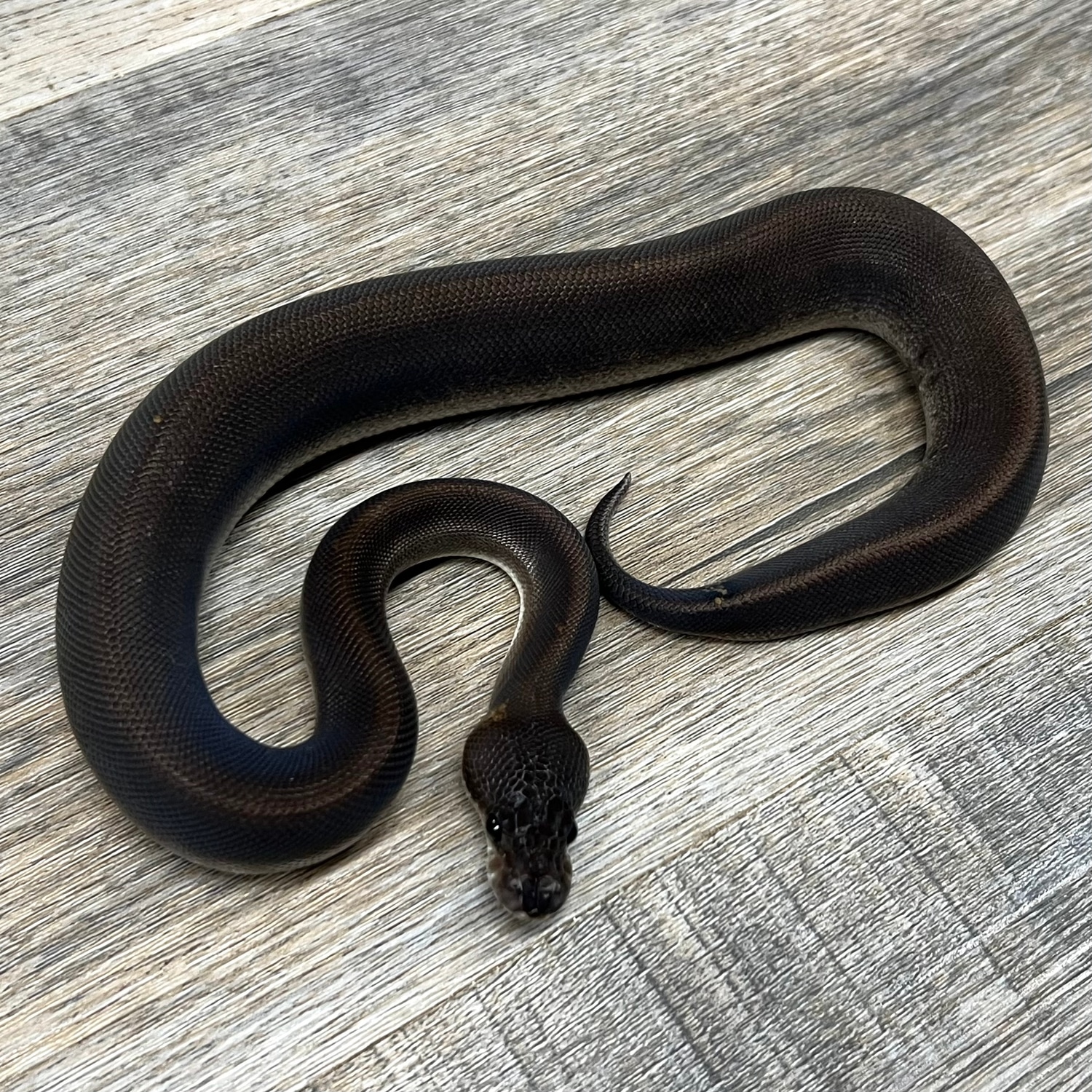 Super Black Pastel 100% Het Pied Ball Python by Superior Scales ...