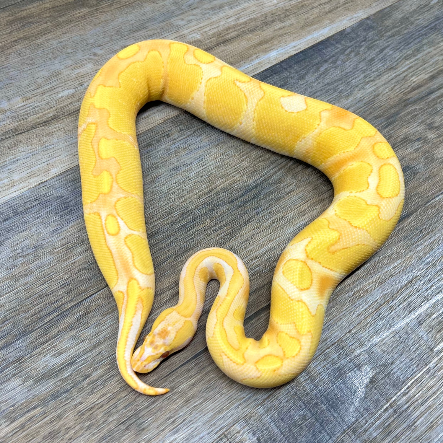 Enchi Lavender Albino 100% Het Pied Ball Python by Superior Scales ...