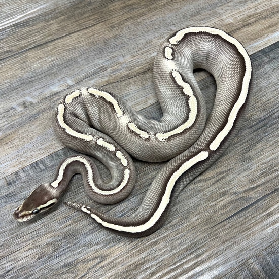GHI Super Mystic Ball Python by Superior Scales Reptiles, LLC