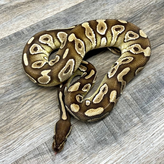 Gravel Mojave Ball Python by Superior Scales Reptiles, LLC