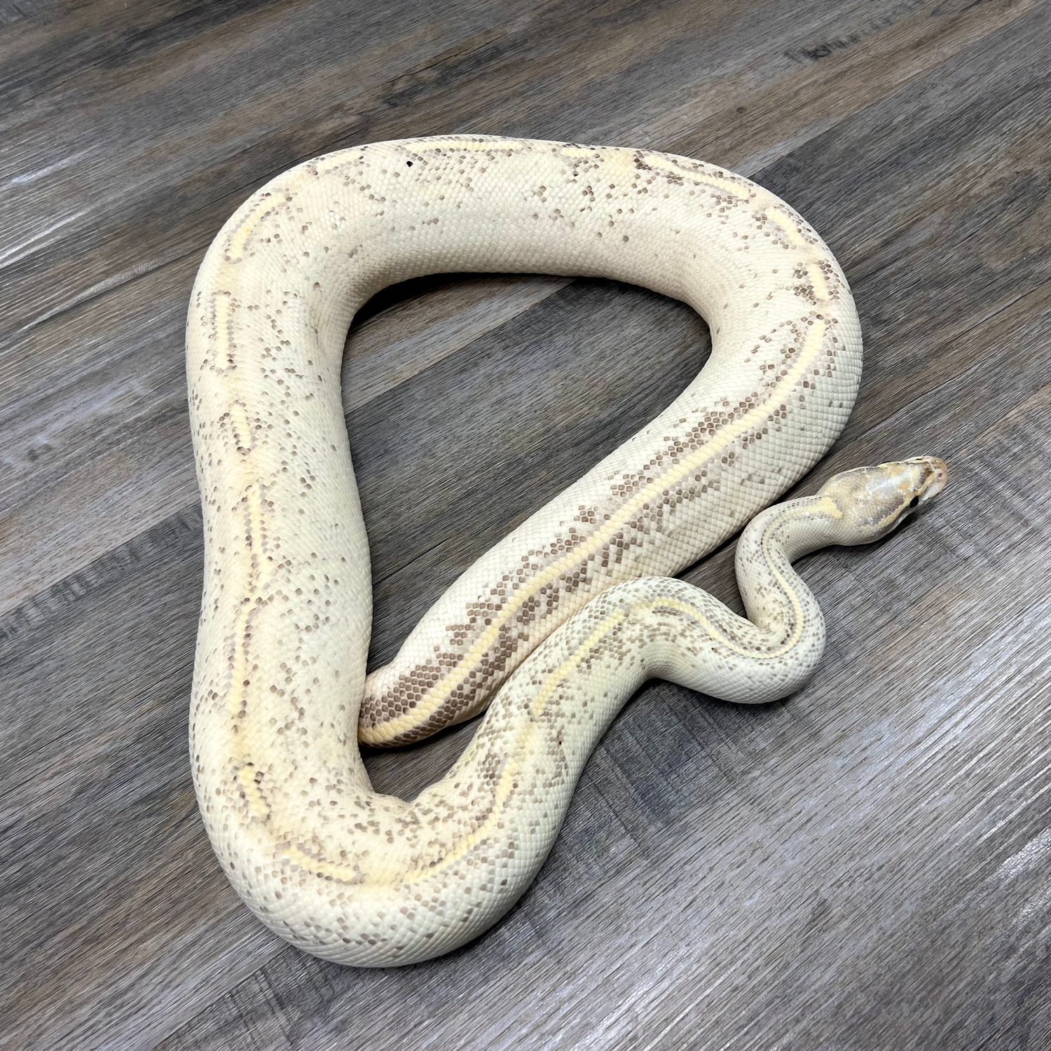 Highway Ball Python by Superior Scales Reptiles, LLC - MorphMarket