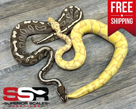 *PAIR* - 1.0 Banana Super Enchi Pastel 100% Het Clown & 0.1 GHI Lesser ...