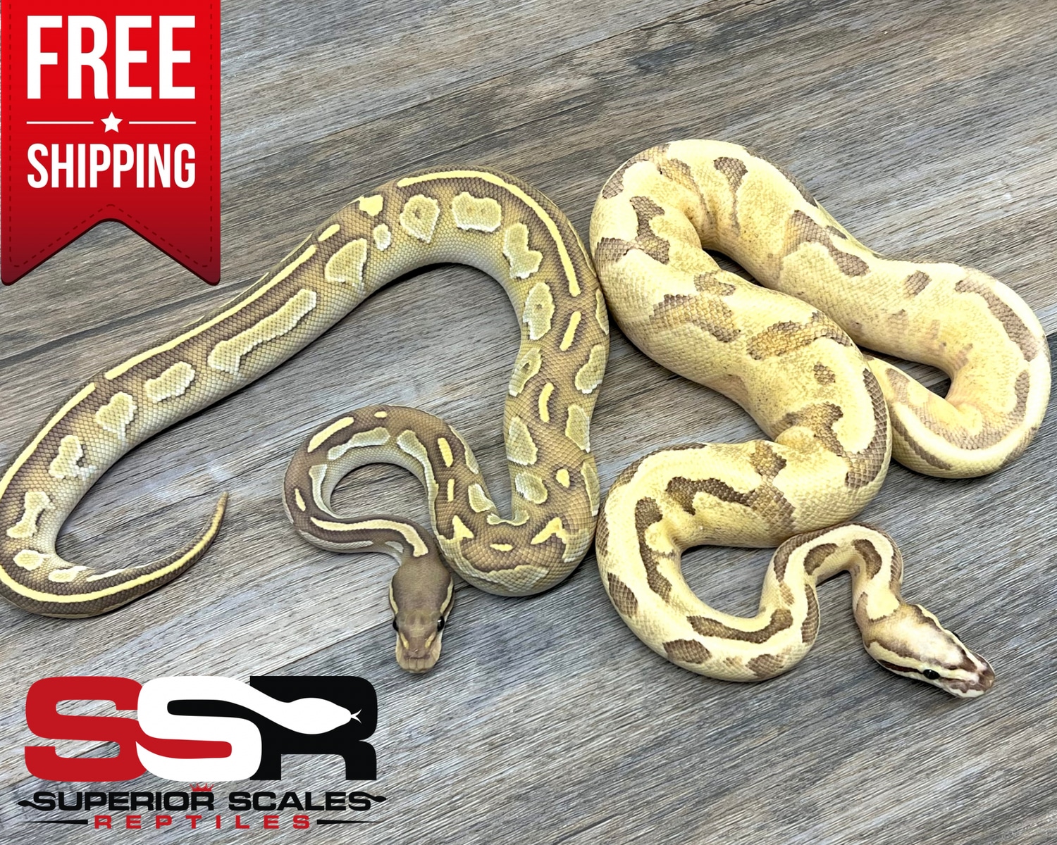 *PAIR* - 1.0 Blackhead Vanilla Lesser Hypo & 0.1 Enchi Vanilla Cream ...