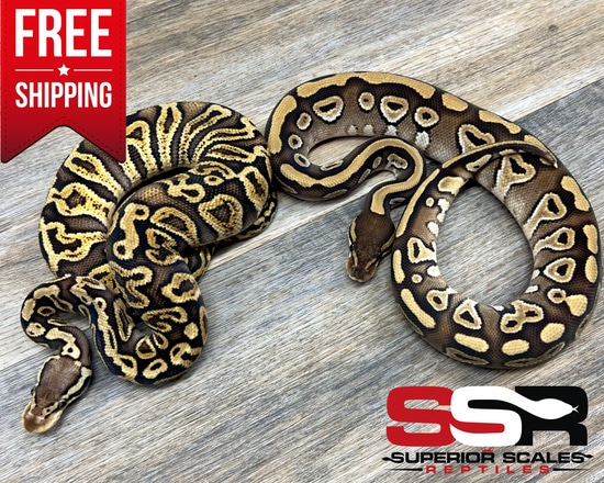 *PAIR* - 1.0 GHI Pastel 100% Het Clown & 0.1 Mojave 100% Het Clown ...