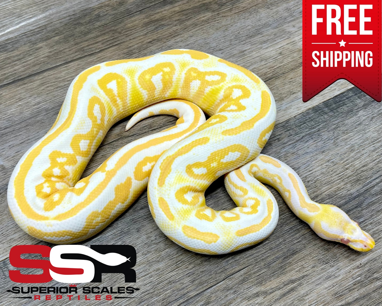 Black Pastel Yellowbelly Albino 100% Het Pied (FREE SHIPPING!!) Ball ...