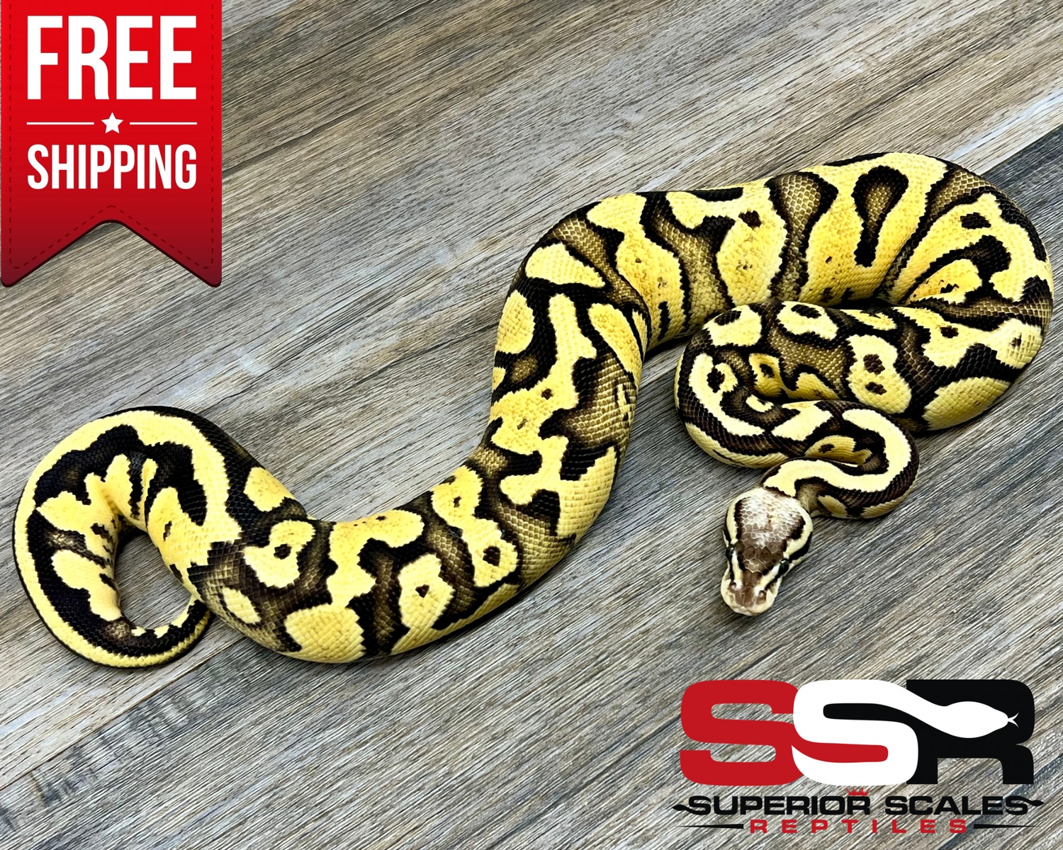Firefly 100% Het Desert Ghost (FREE SHIPPING!!) Ball Python by Superior ...