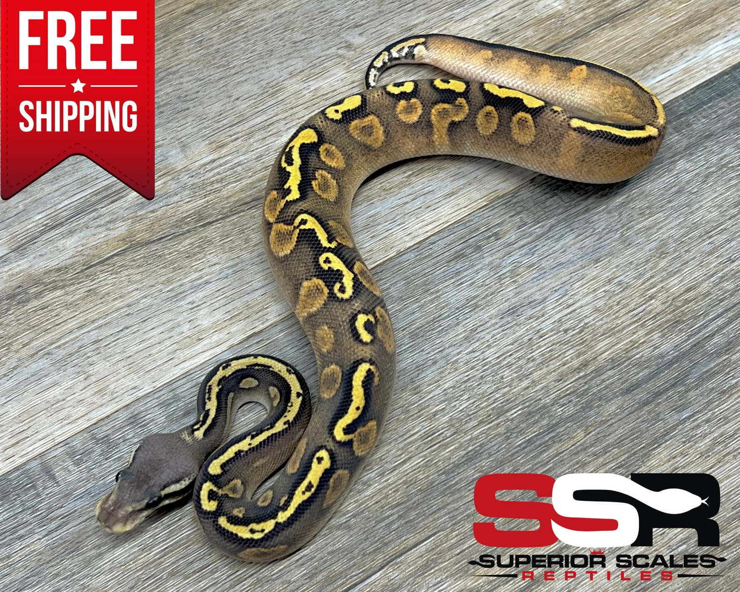 Blackhead GHI Pastel Hypo 100% Het Pied (FREE SHIPPING!!) Ball Python ...