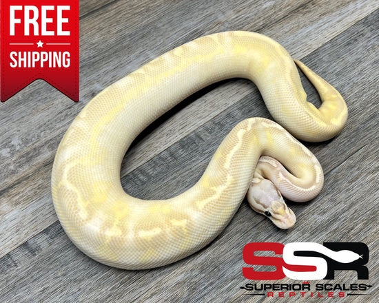 Banana Pastel Freeway "Female Maker" (FREE SHIPPING!!) Ball Python by ...