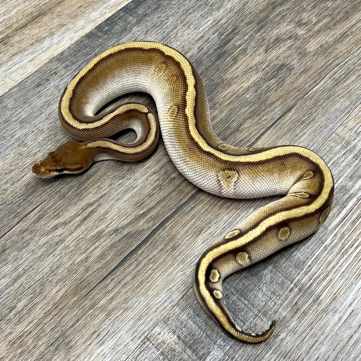 Mahogany Mojave HGW 100% Het Clown Ball Python by Superior Scales ...