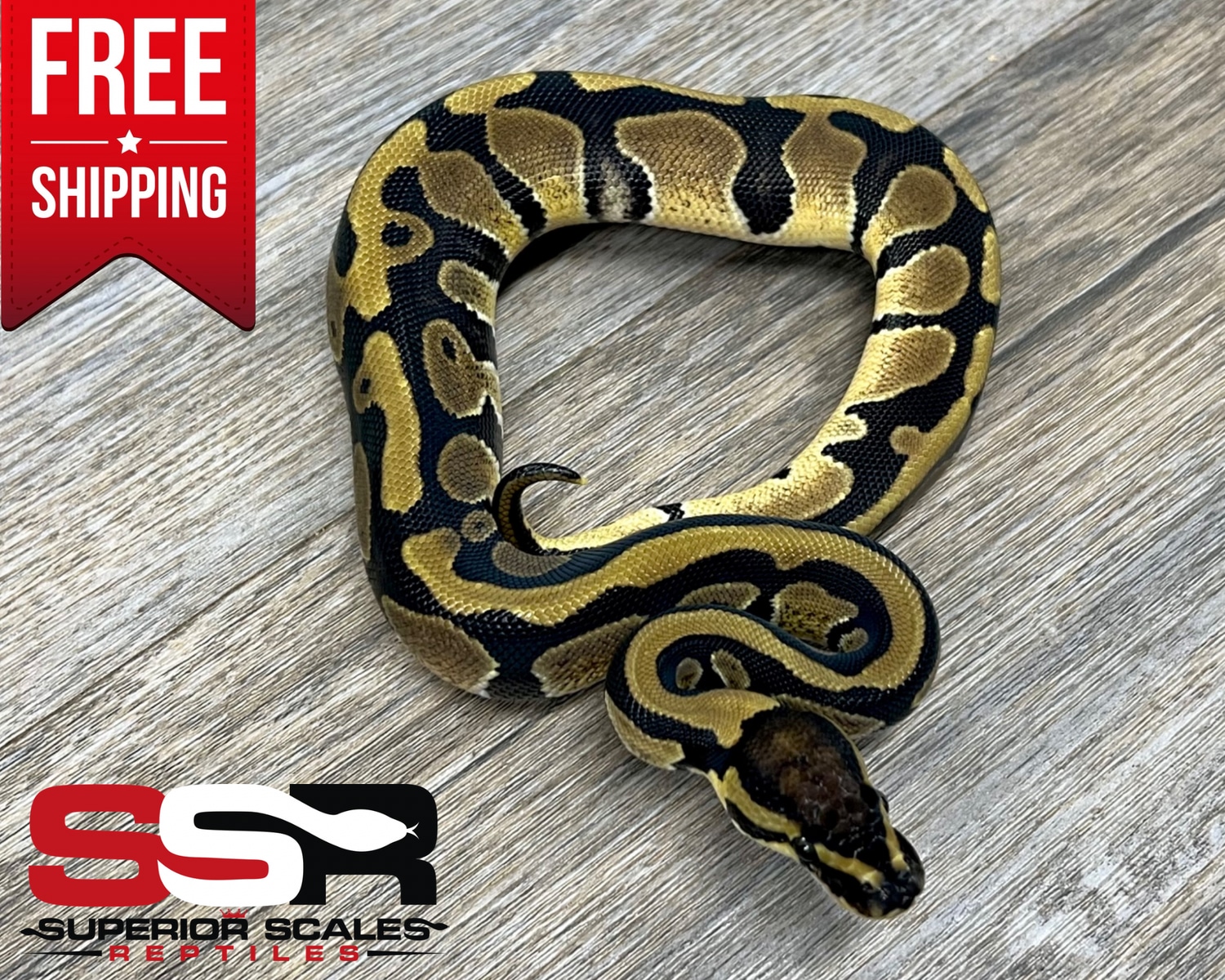 Normal 100% Triple Het VPI Axanthic Clown Pied (FREE SHIPPING!!) Ball ...