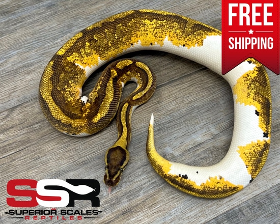 Super Enchi Fire Yellowbelly Pied (FREE SHIPPING!!) Ball Python by ...