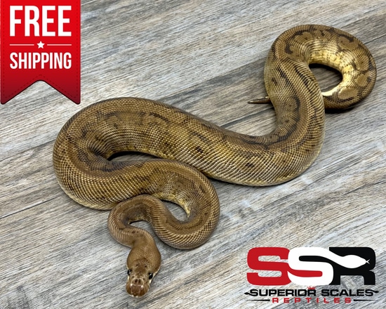 Mahogany Hidden Gene Woma Clown (FREE SHIPPING!!) Ball Python by ...