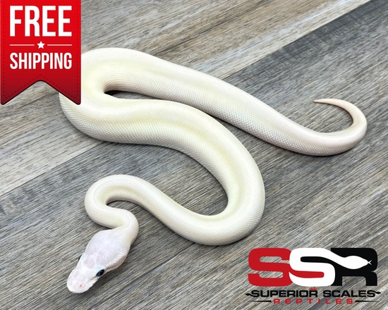 Blue-Eyed Lucy! *BEL* (FREE SHIPPING!!) Ball Python by Superior Scales ...