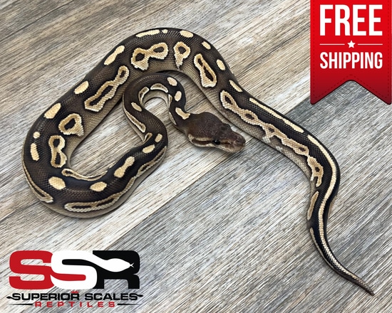 Mystic Cinnamon 50% Het Genetic Stripe (FREE SHIPPING!!) Ball Python by ...