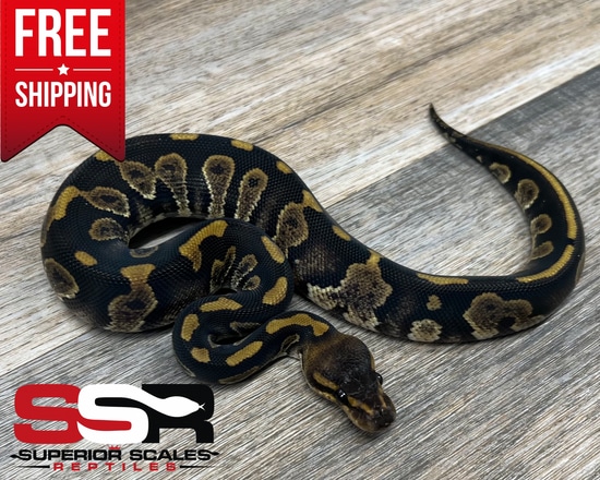Chocolate Mahogany (FREE SHIPPING!!) Ball Python by Superior Scales ...
