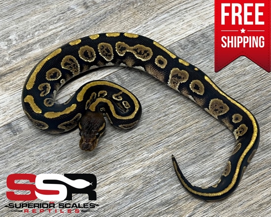 Mahogany (FREE SHIPPING!!) Ball Python by Superior Scales Reptiles, LLC