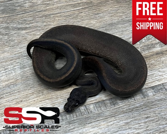 Chocolate Suma (FREE SHIPPING!!) Ball Python by Superior Scales ...