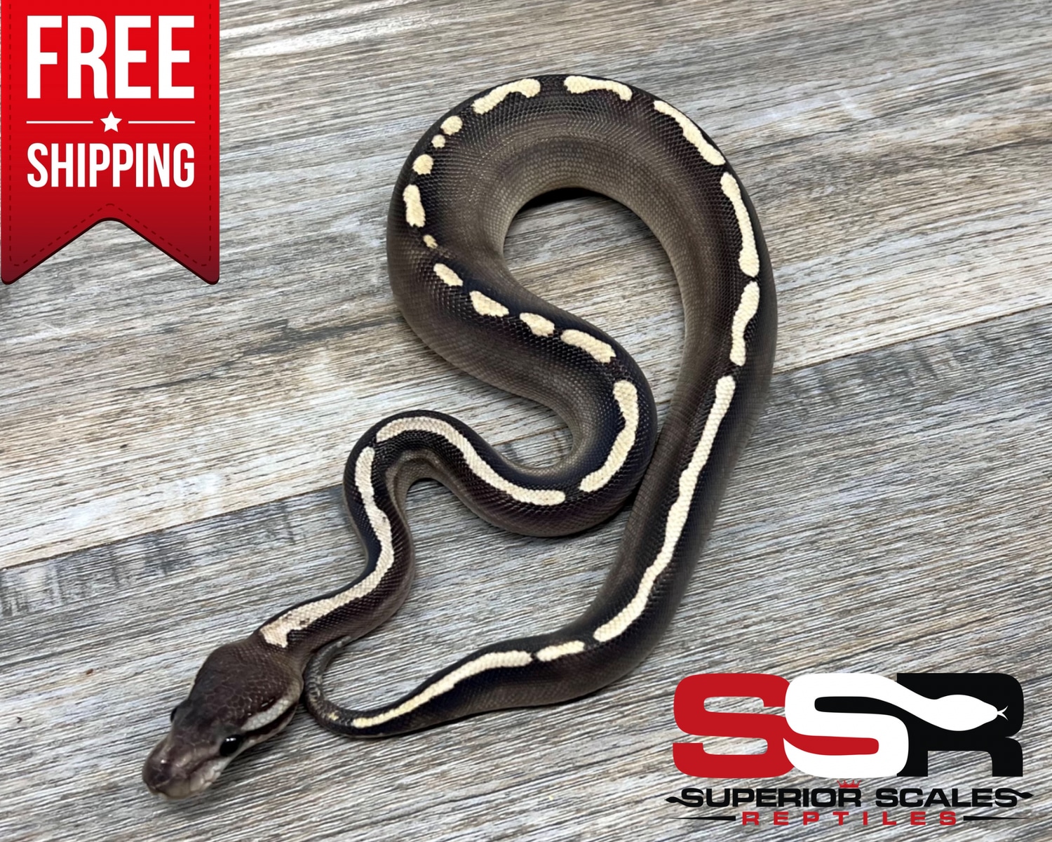 Super GHI Mojave 100% Het Clown (FREE SHIPPING!!) Ball Python by ...