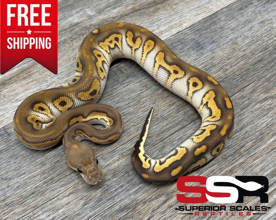 Black Pastel Mojave Clown (FREE SHIPPING!!) Ball Python by Superior ...