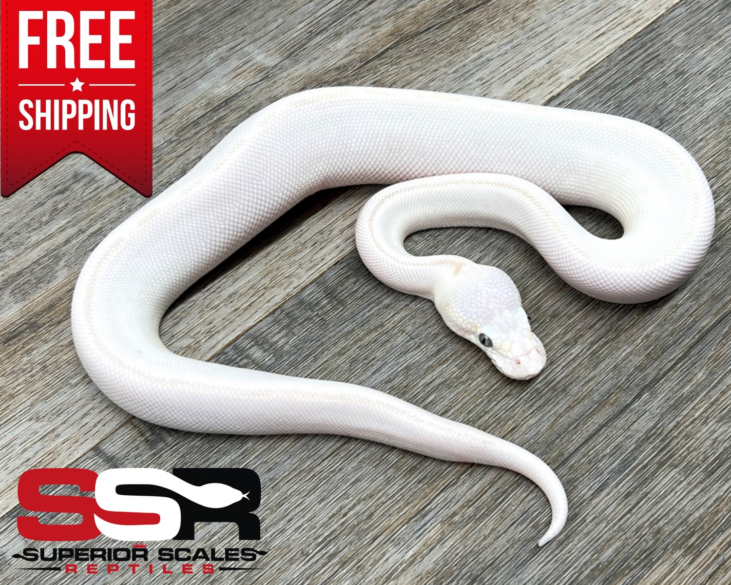 Blue-Eyed Lucy (FREE SHIPPING!!) Ball Python by Superior Scales ...