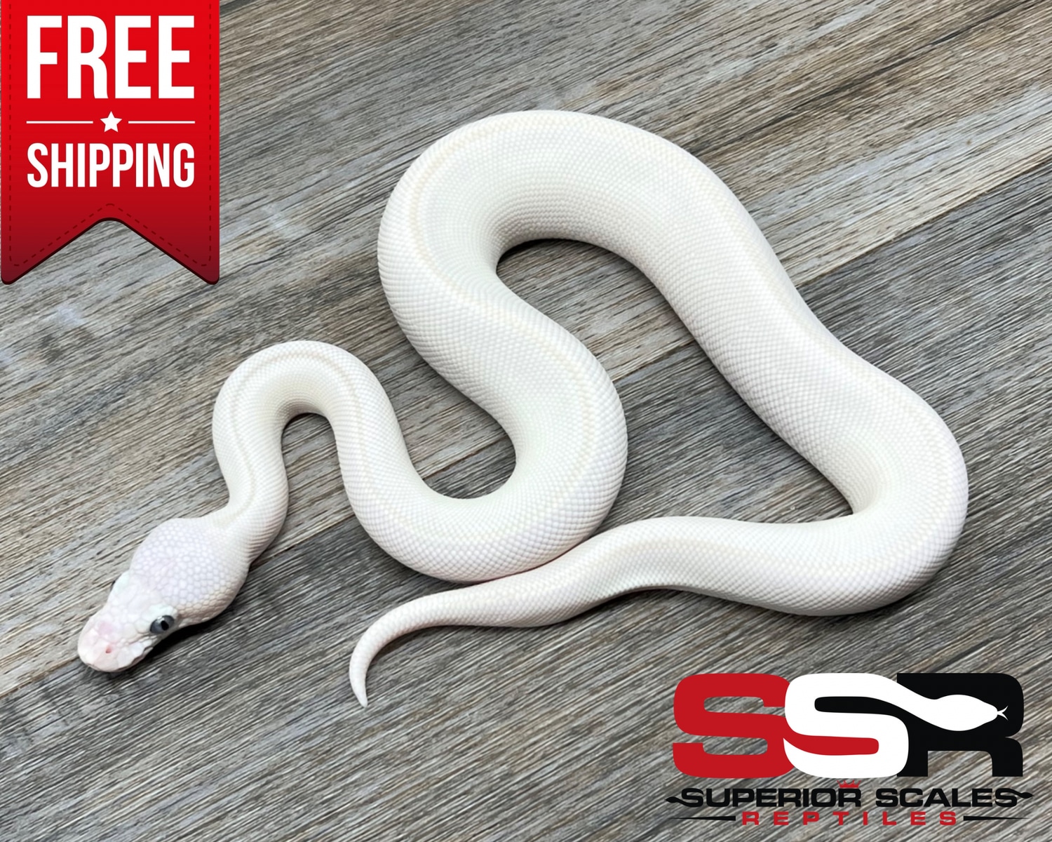Blue-Eyed Lucy (FREE SHIPPING!!) Ball Python by Superior Scales ...