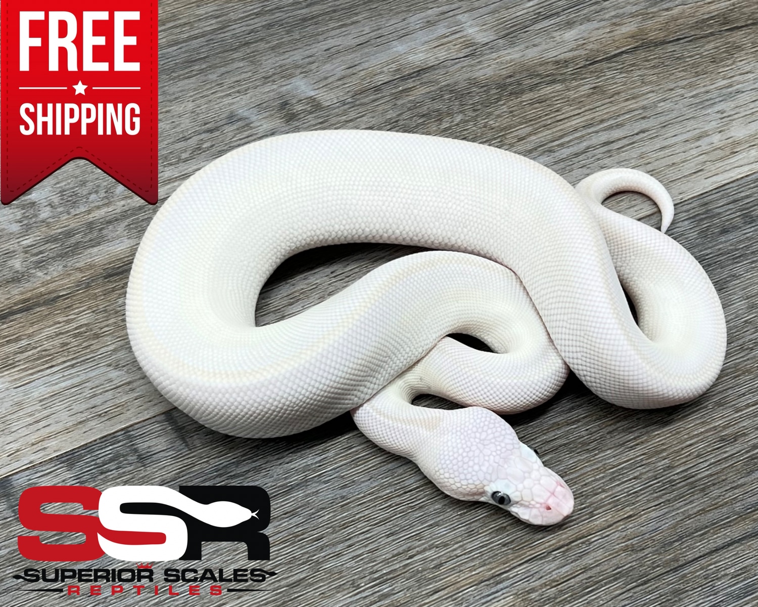 Blue-Eyed Lucy (FREE SHIPPING!!) Ball Python by Superior Scales ...