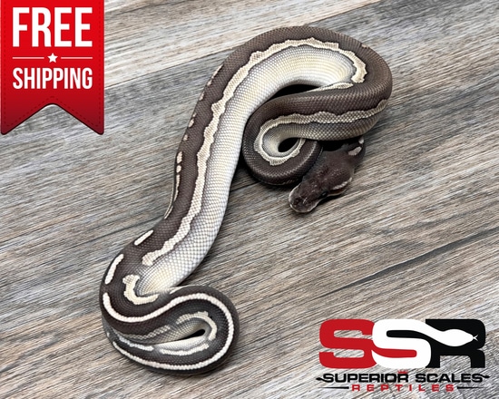 Blackhead Cinnamon Lesser Yellowbelly (FREE SHIPPING!!) Ball Python by ...