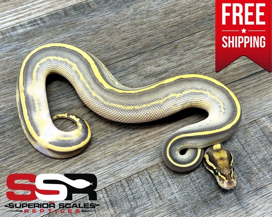 Leopard Butter Super Gravel (FREE SHIPPING!!) Ball Python by Superior ...