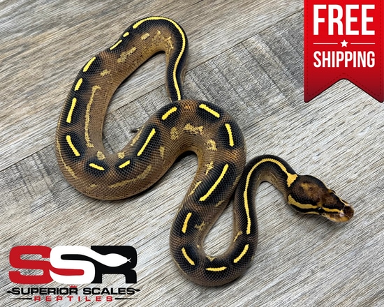 Freeway (FREE SHIPPING!!) Ball Python by Superior Scales Reptiles, LLC