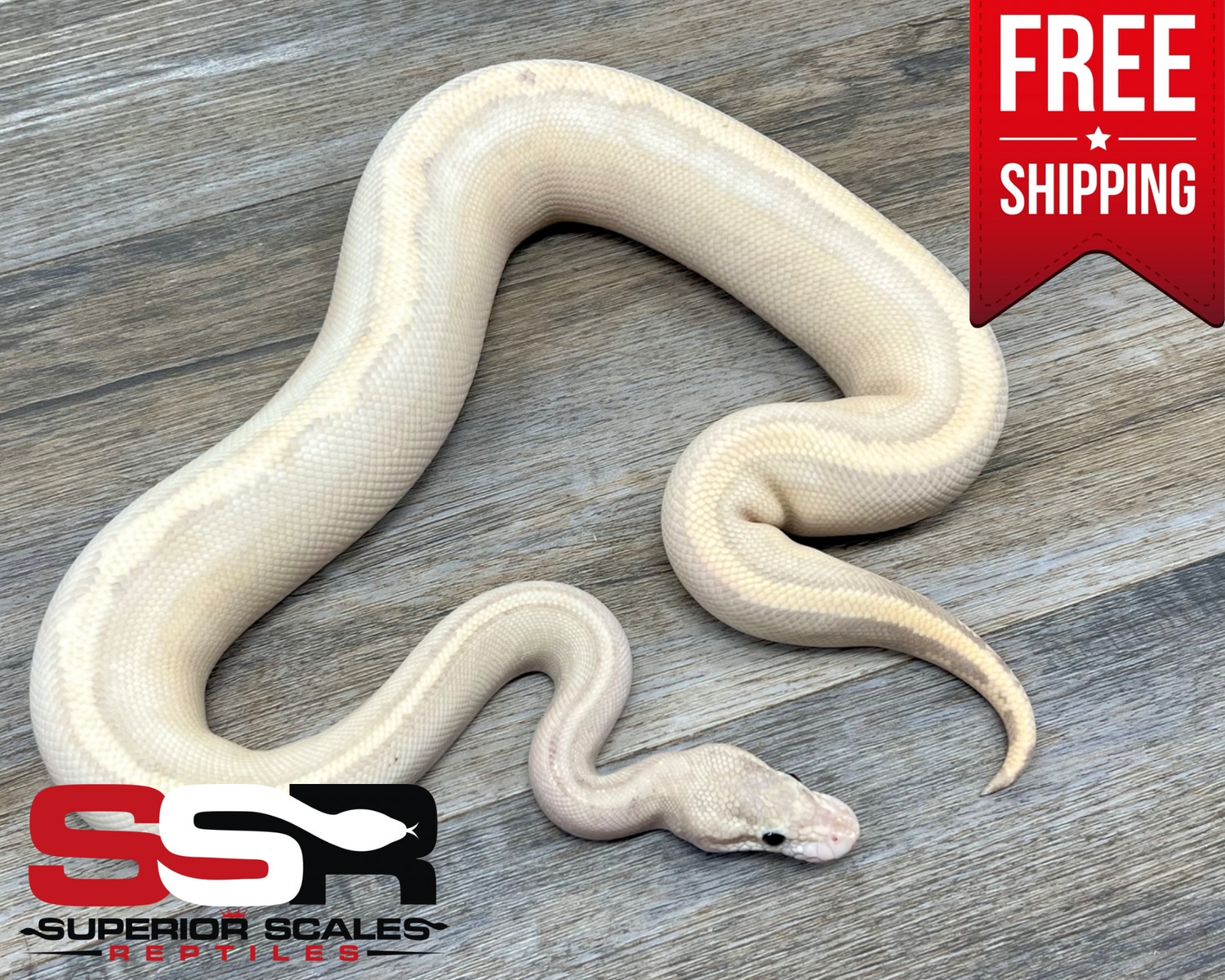 Black Pastel Leopard (Pos. Phantom) Ivory (FREE SHIPPING!!) Ball Python ...