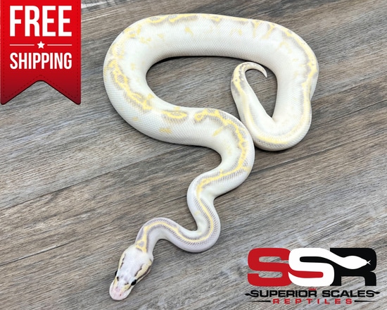 Super Pastel Super Gravel 50% Het Pied (FREE SHIPPING!!) Ball Python by ...