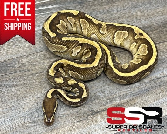 Gravel Butter (FREE SHIPPING!!) Ball Python by Superior Scales Reptiles ...