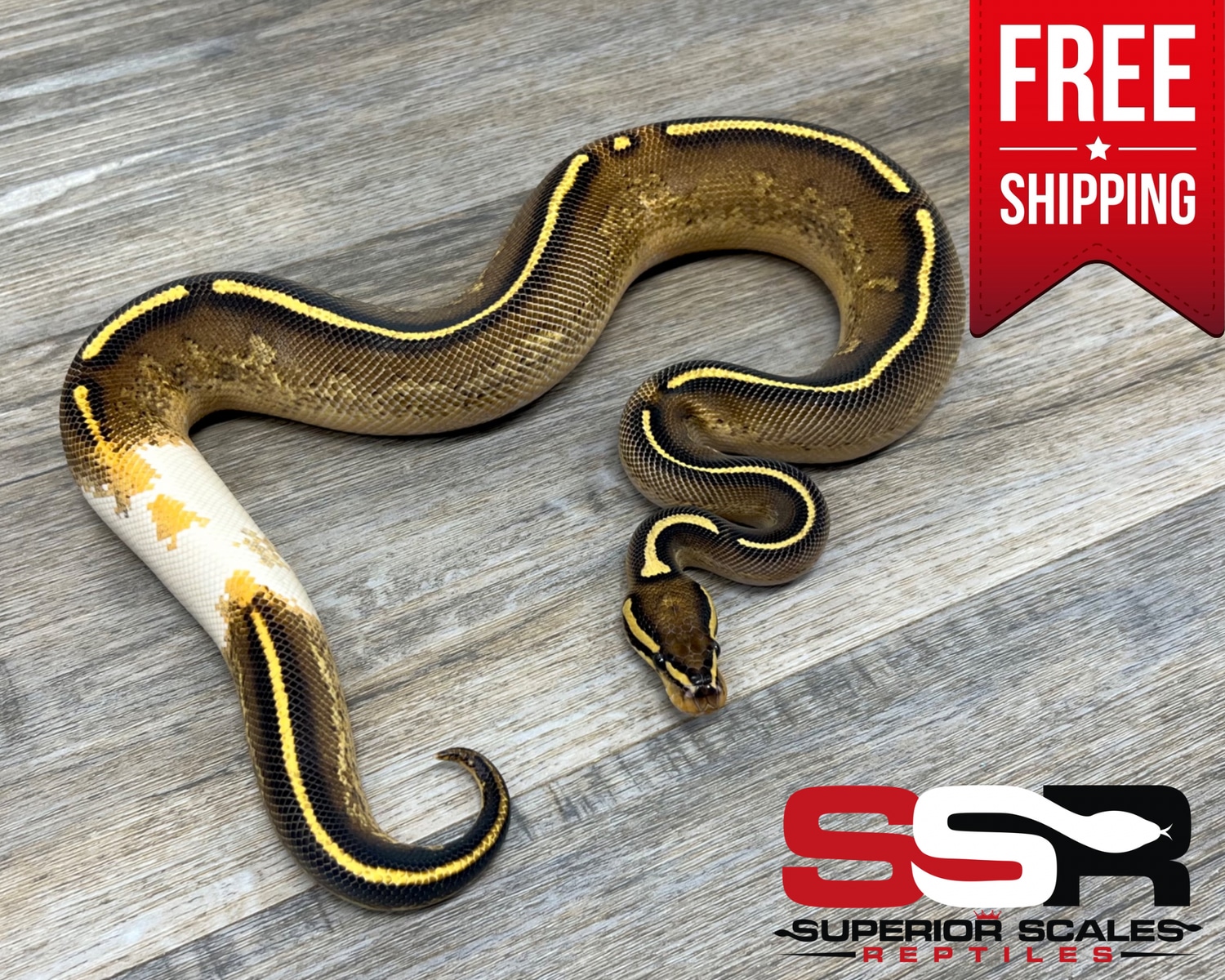 Butter Super Gravel 50% Het Pied (FREE SHIPPING!!) Ball Python by ...