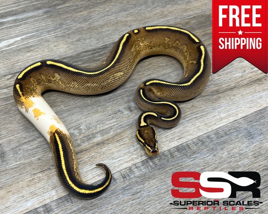 Butter Super Gravel 50% Het Pied (FREE SHIPPING!!) Ball Python by ...