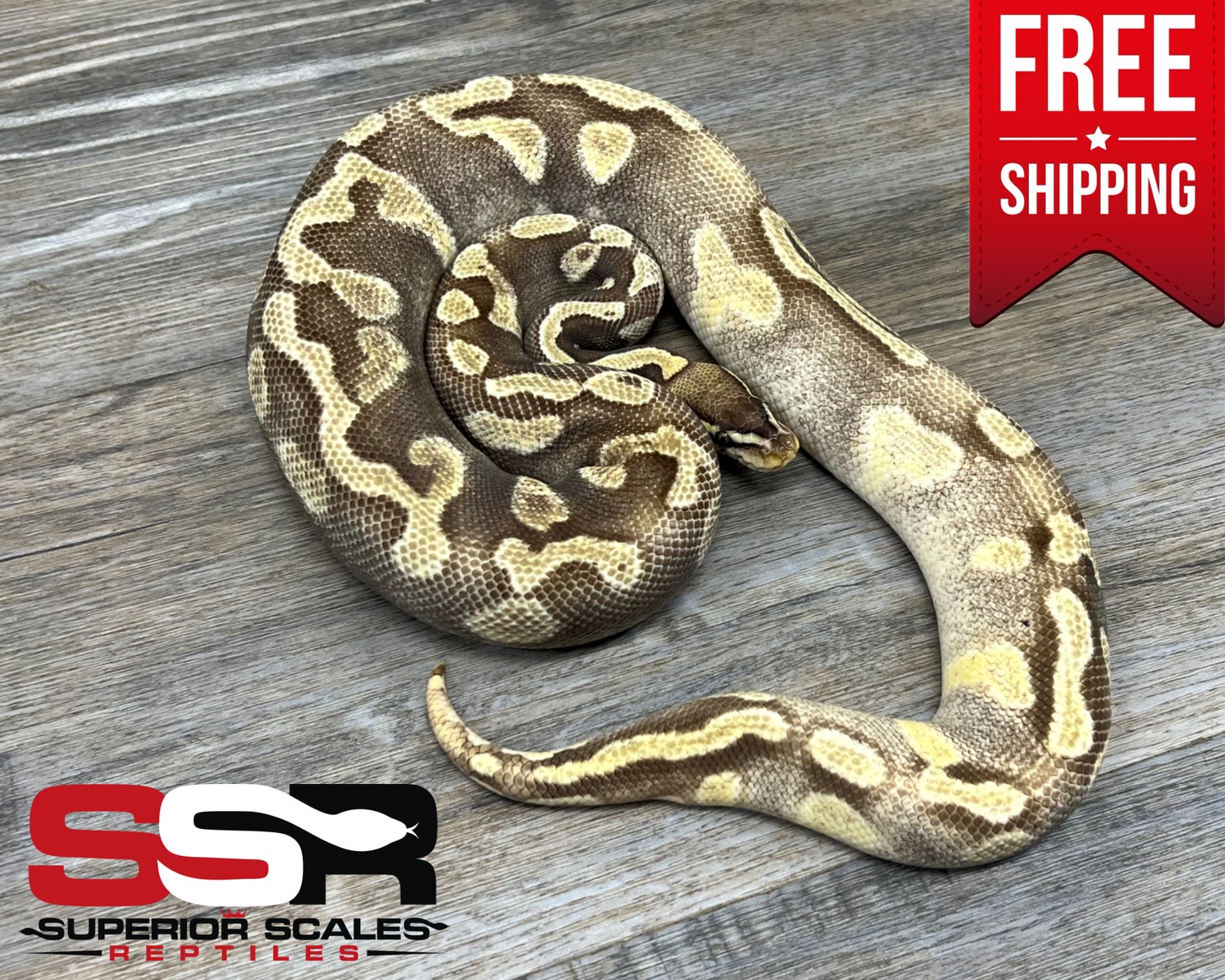 GHI Leopard Pastave (FREE SHIPPING!!) Ball Python by Superior Scales ...