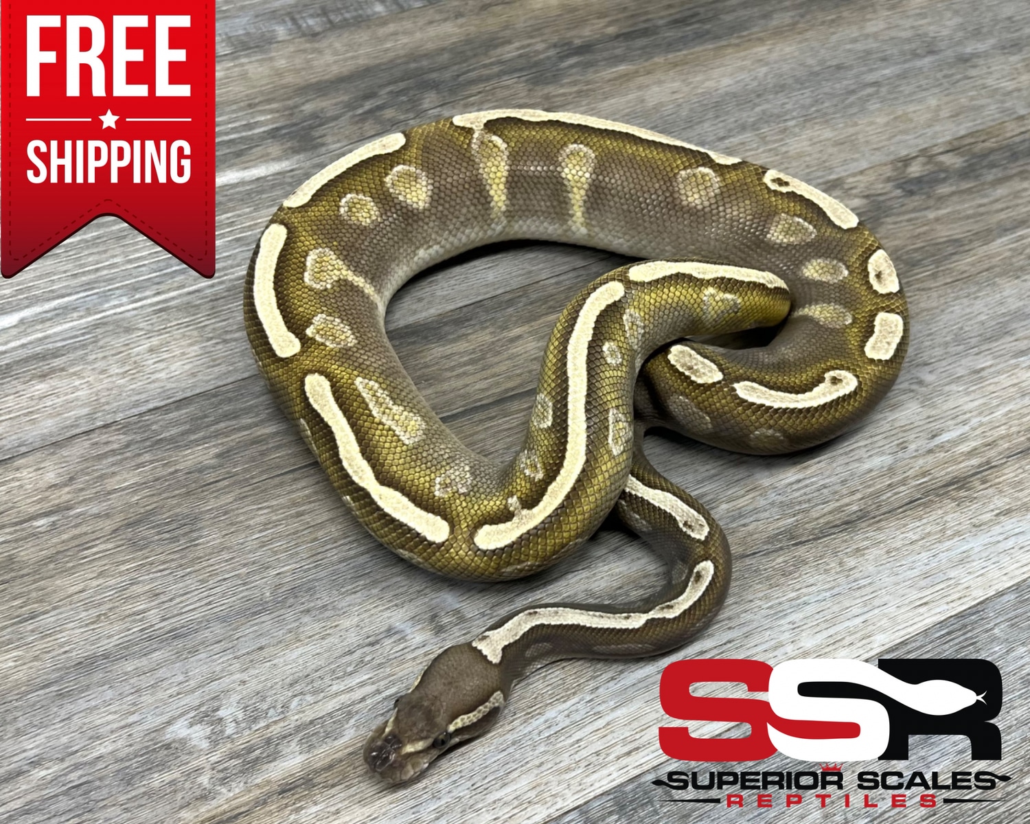 GHI Gravel Butter (FREE SHIPPING!!) Ball Python by Superior Scales ...
