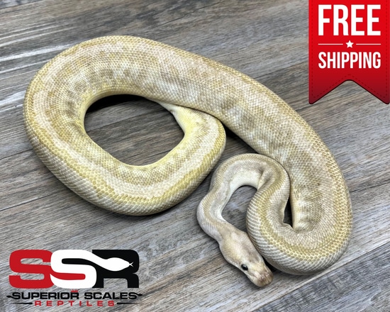 Bamboo Pinstripe Calico Clown (FREE SHIPPING!!) Ball Python by Superior ...