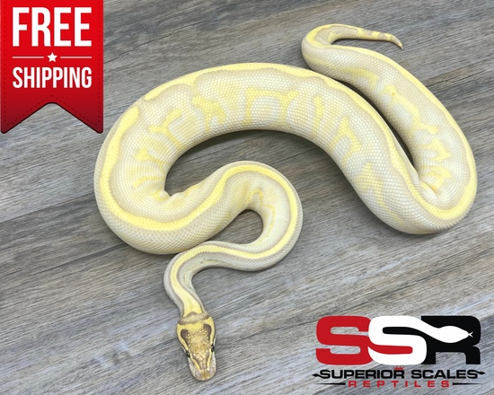 Leopard Enchi Butter Highway (FREE SHIPPING!!) Ball Python by Superior ...