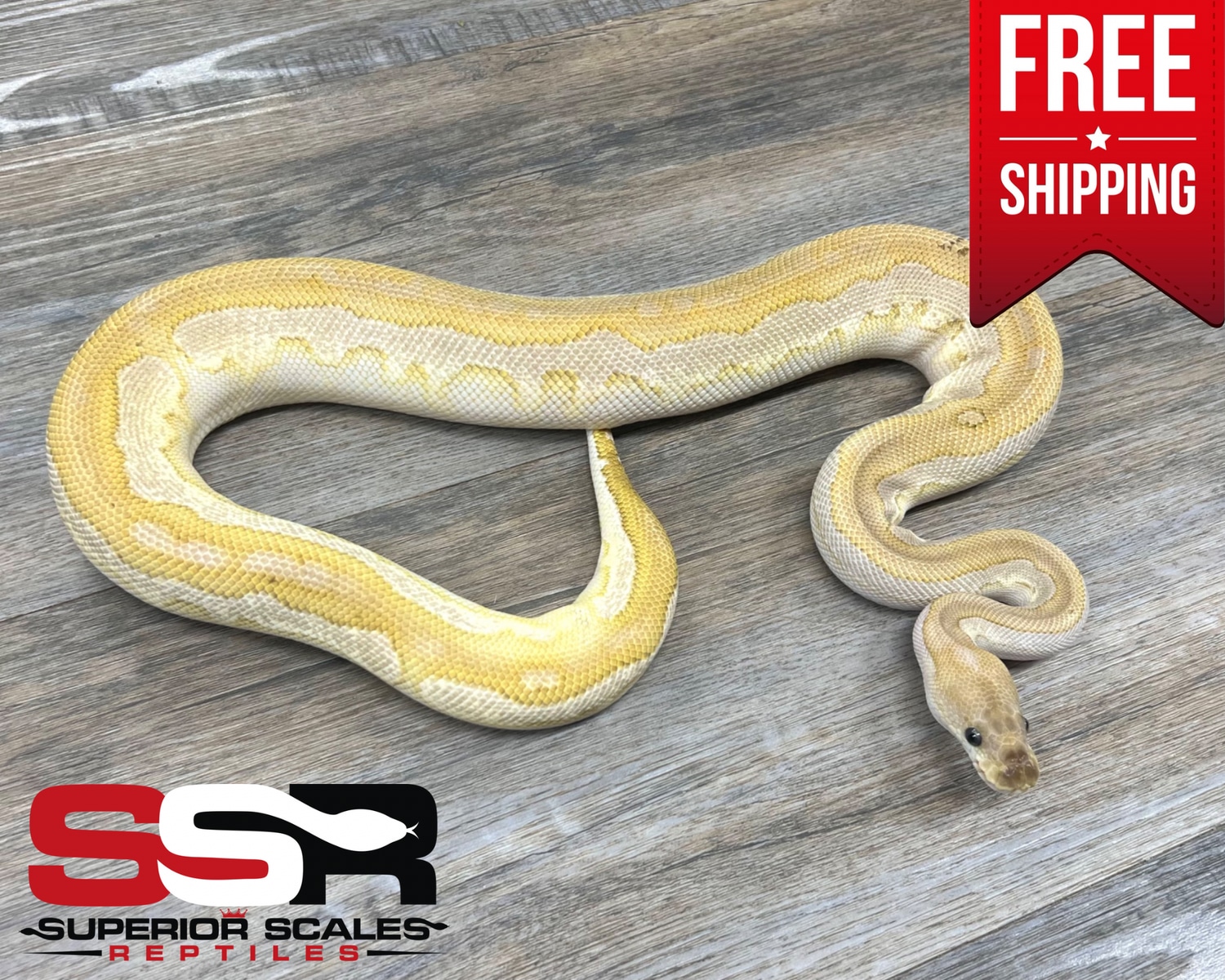 Cinnamon Butter Yellowbelly (Pos. Fire) Clown (FREE SHIPPING!!) Ball ...