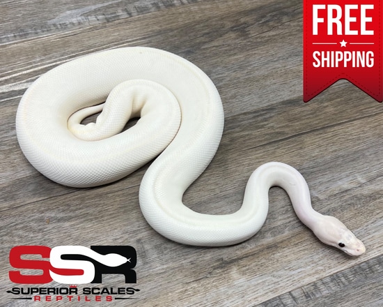 Banana Ivory (FREE SHIPPING!!) Ball Python by Superior Scales Reptiles, LLC