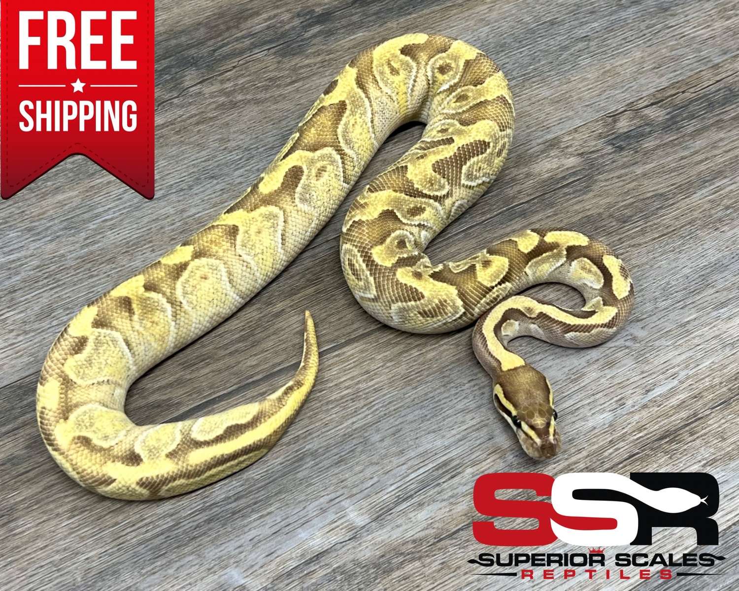 Blackhead Enchi Lesser 100% Het Hypo (FREE SHIPPING!!) Ball Python by ...