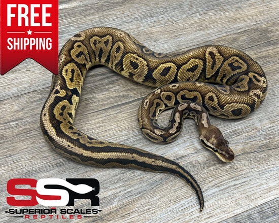 Black Pewter 100% Het Ultramel (FREE SHIPPING!!) Ball Python by ...