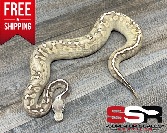 GHI Pewter Lesser 100% Het Clown (FREE SHIPPING!!) Ball Python by ...