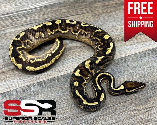 Leopard Super Gravel (FREE SHIPPING!!) Ball Python by Superior Scales ...