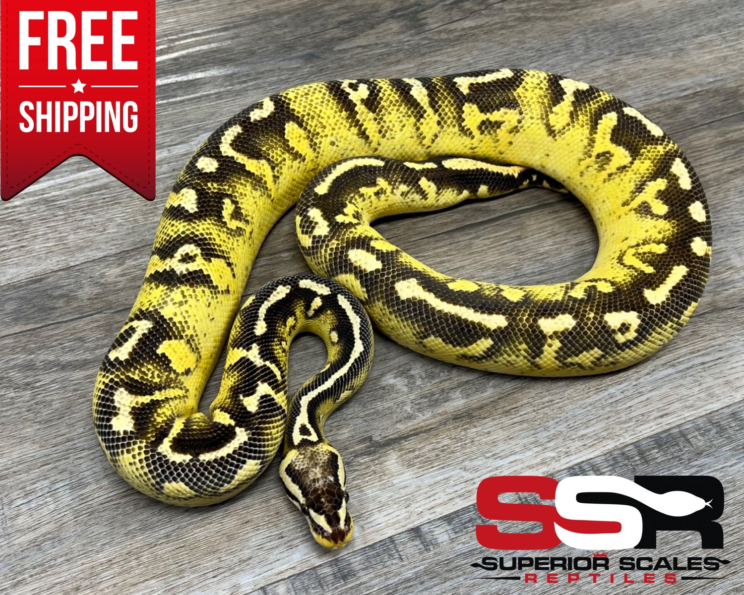Pastel Super Gravel (FREE SHIPPING!!) Ball Python by Superior Scales ...