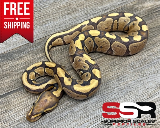 Vanilla Hypo (FREE SHIPPING!!) Ball Python by Superior Scales Reptiles, LLC