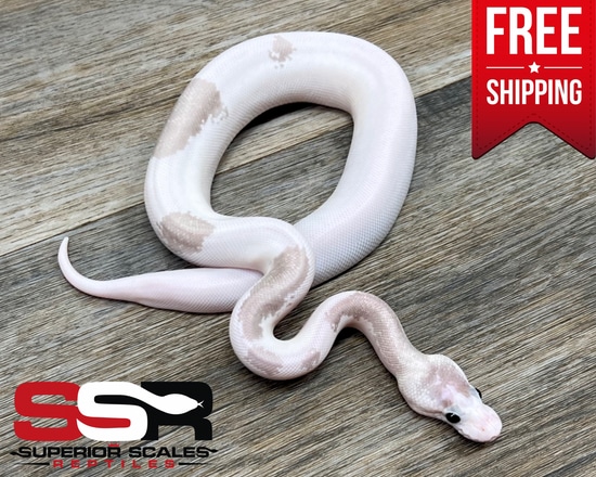 Grey Matter Lesser Yellowbelly (FREE SHIPPING!!) Ball Python by ...