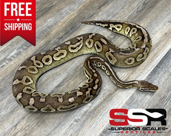 Pewter 100% Het Clown (FREE SHIPPING!!) Ball Python by Superior Scales ...