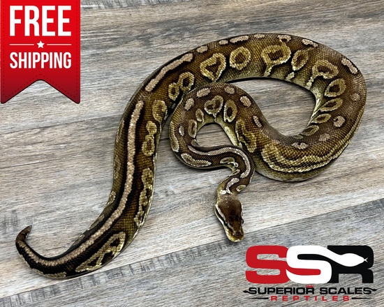 Chocolate Pewter Yellowbelly (FREE SHIPPING!!) Ball Python by Superior ...